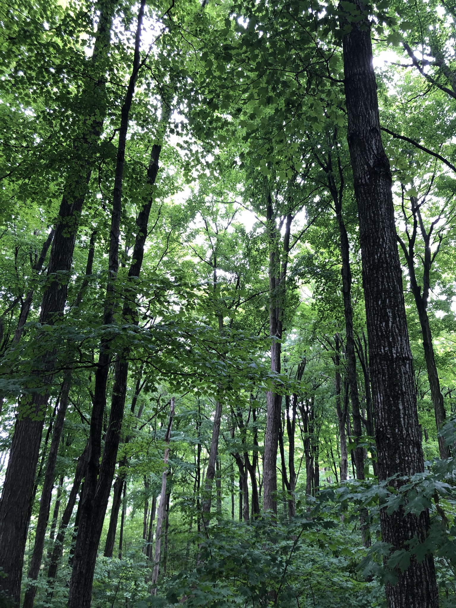 Walks – Deep Roots Walk